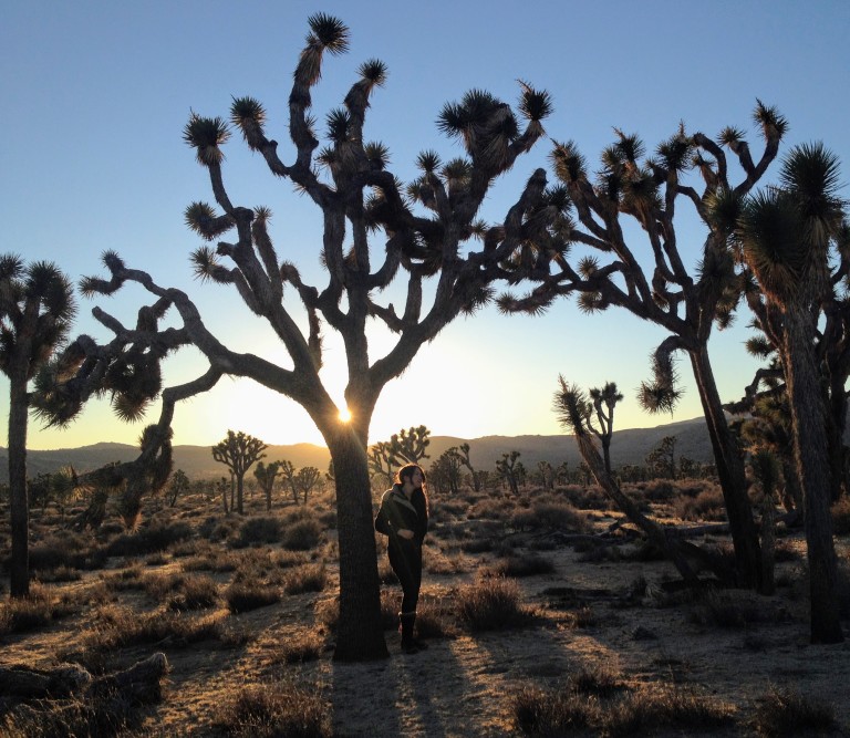 Animating Science to Help Protect Joshua Trees